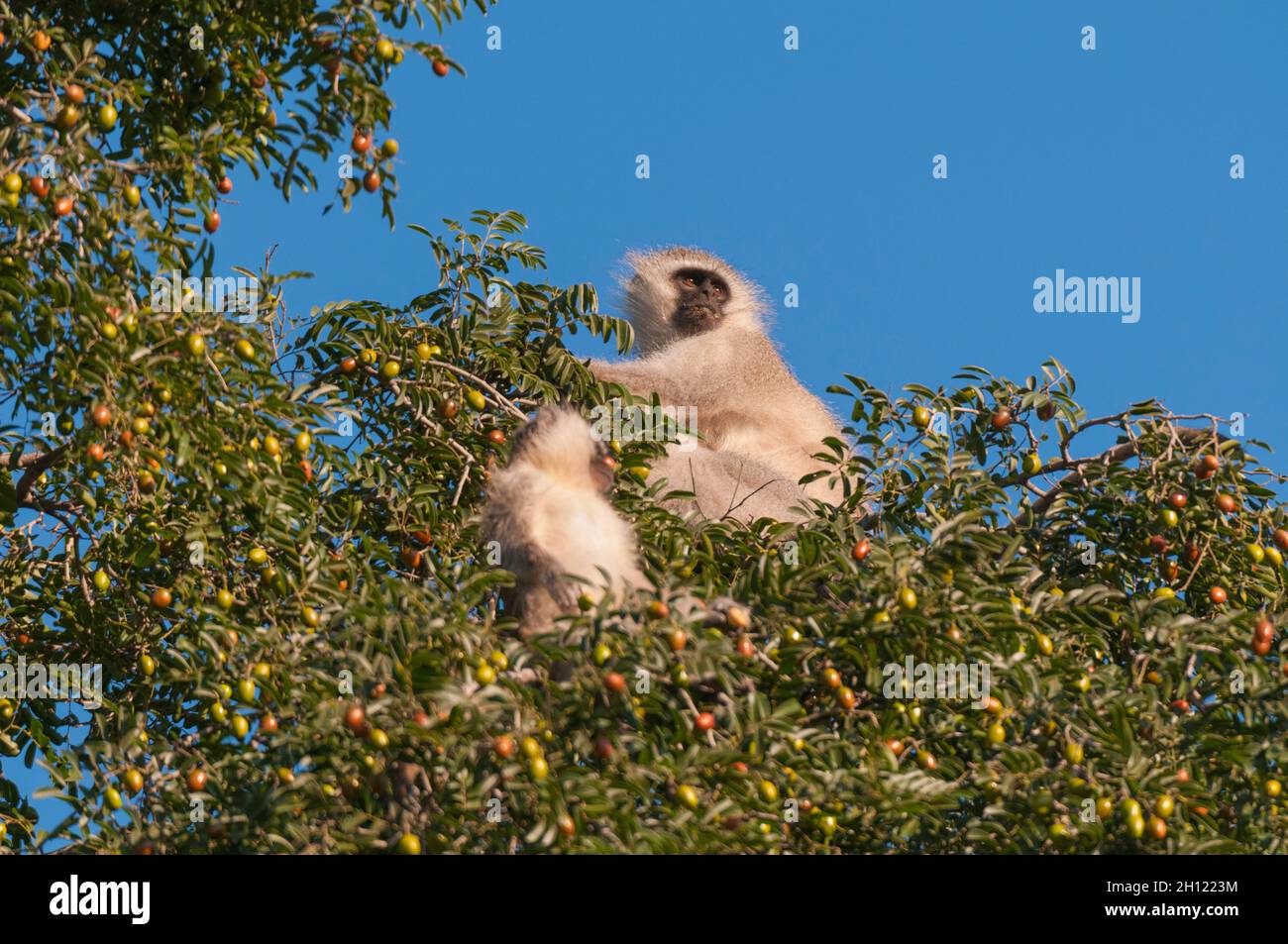 A vervet monkey and juvenile, Cercopithecus aethiops, in a tree top ...