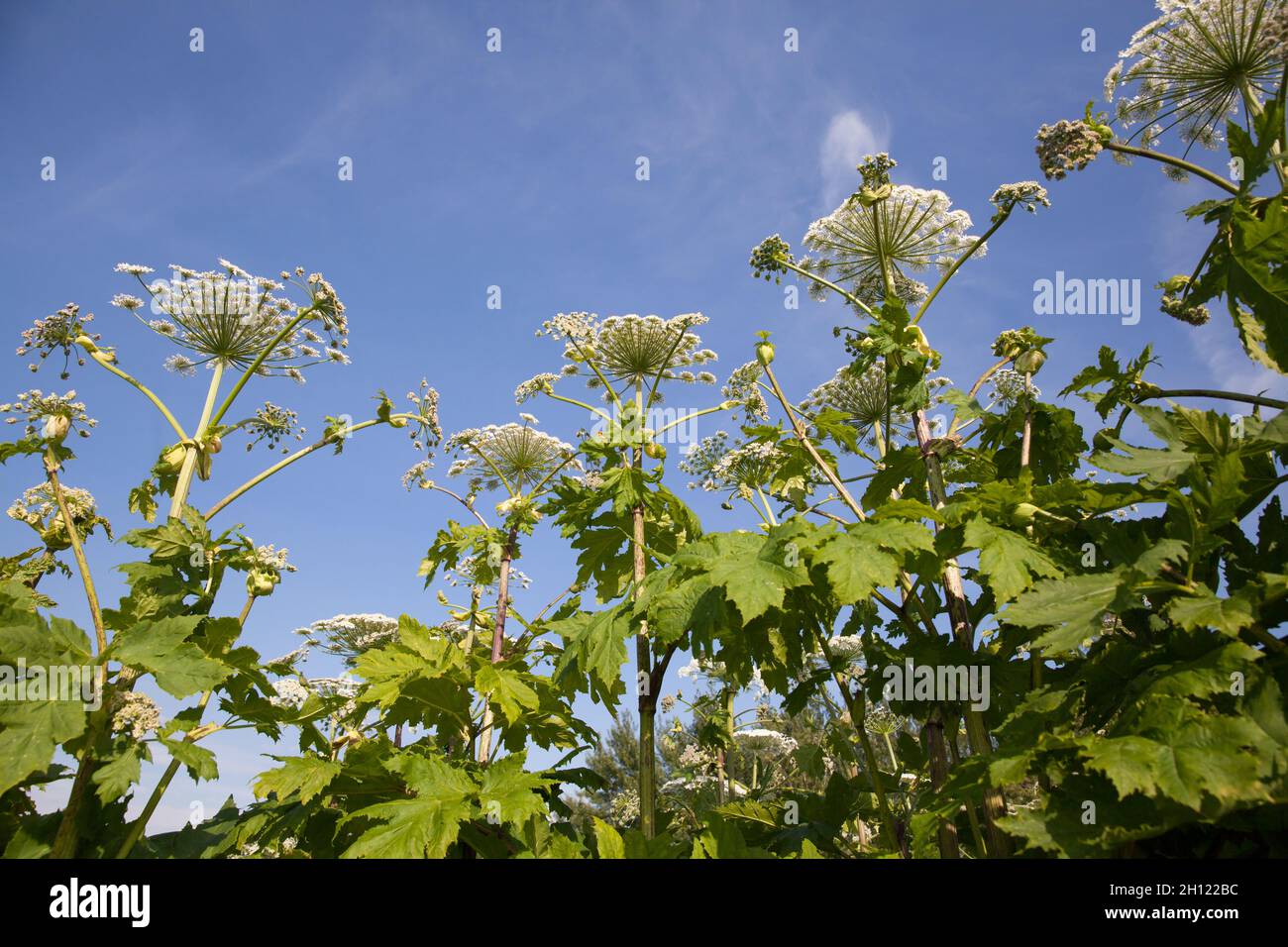 Giant hogweed in sunlight in summer. A large hogweed plant with a white ...