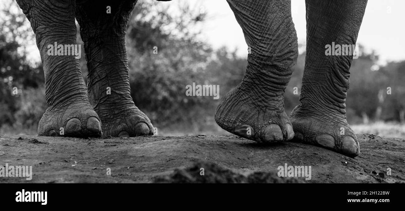 Close up of an African elephant's feet, Loxodonta africana. Mashatu ...