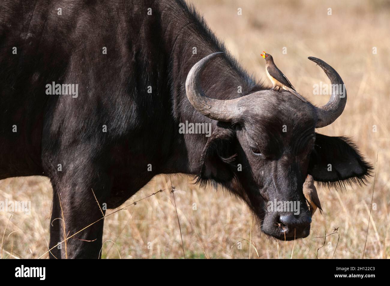 Yellow-billed oxpeckers, Buphagus africanus, on the head and nose of an ...