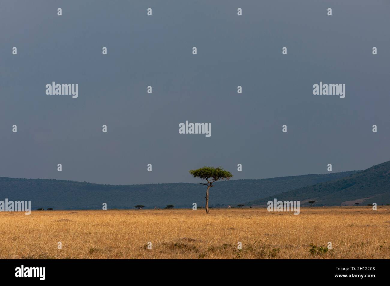Acacia trees in maasai mara hi-res stock photography and images - Alamy