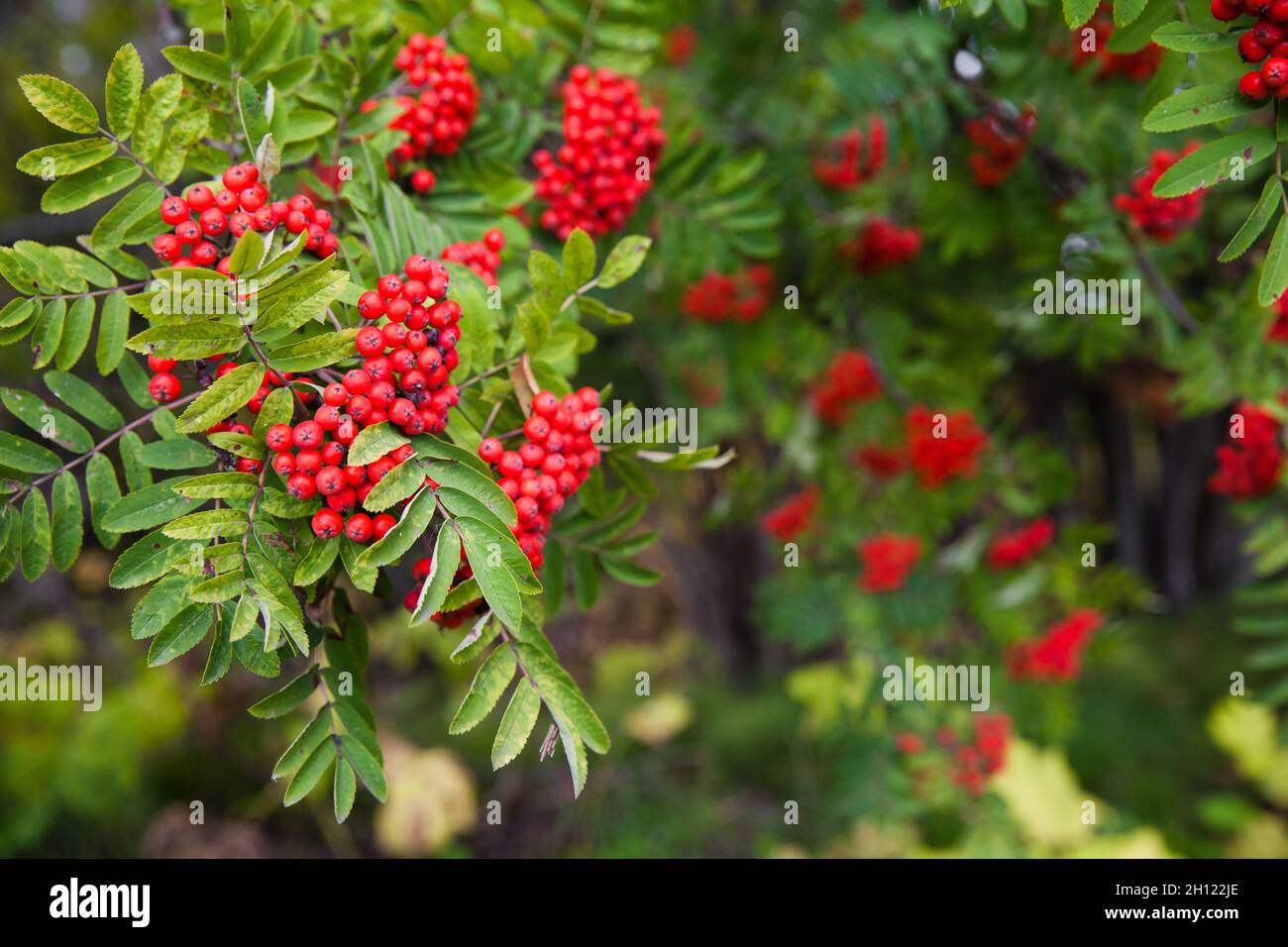 Rowan berries on rowan tree. Sorbus aucuparia. Bunches of rowan Stock ...