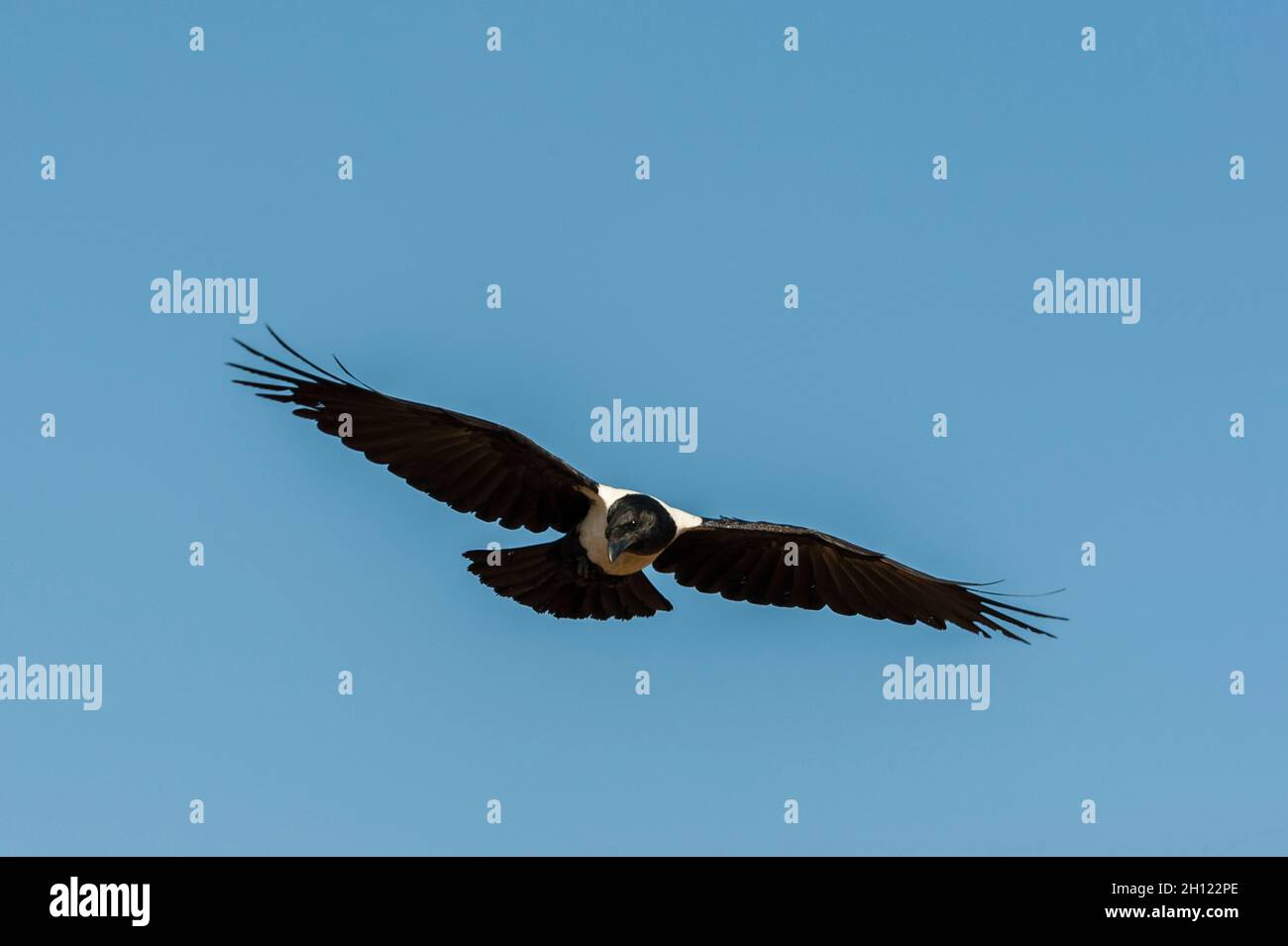 A pied crow, Corvus albus, in flight. Masai Mara National Reserve ...