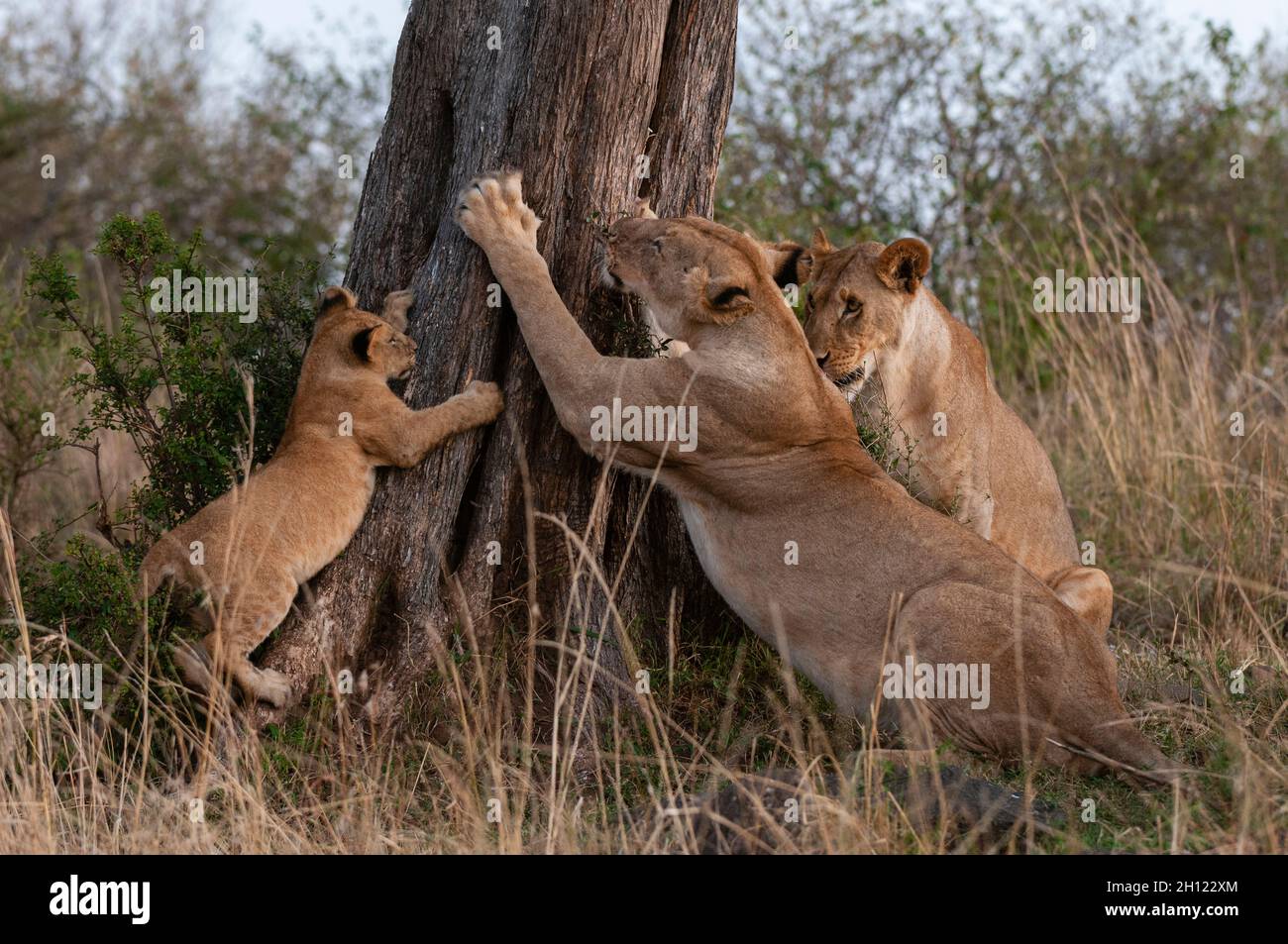 Two lioness, Panthera leo, and a cub scratching on a tree. Masai Mara ...