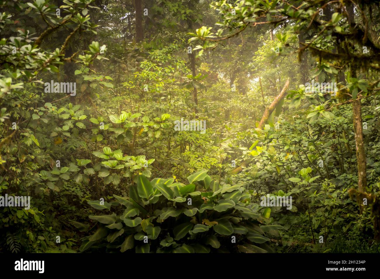 Cloud forest scene in the mist Stock Photo - Alamy