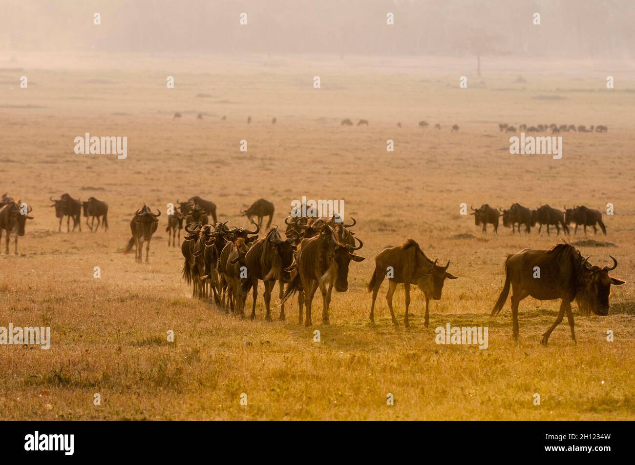 African animals migrating across plain hi-res stock photography and ...