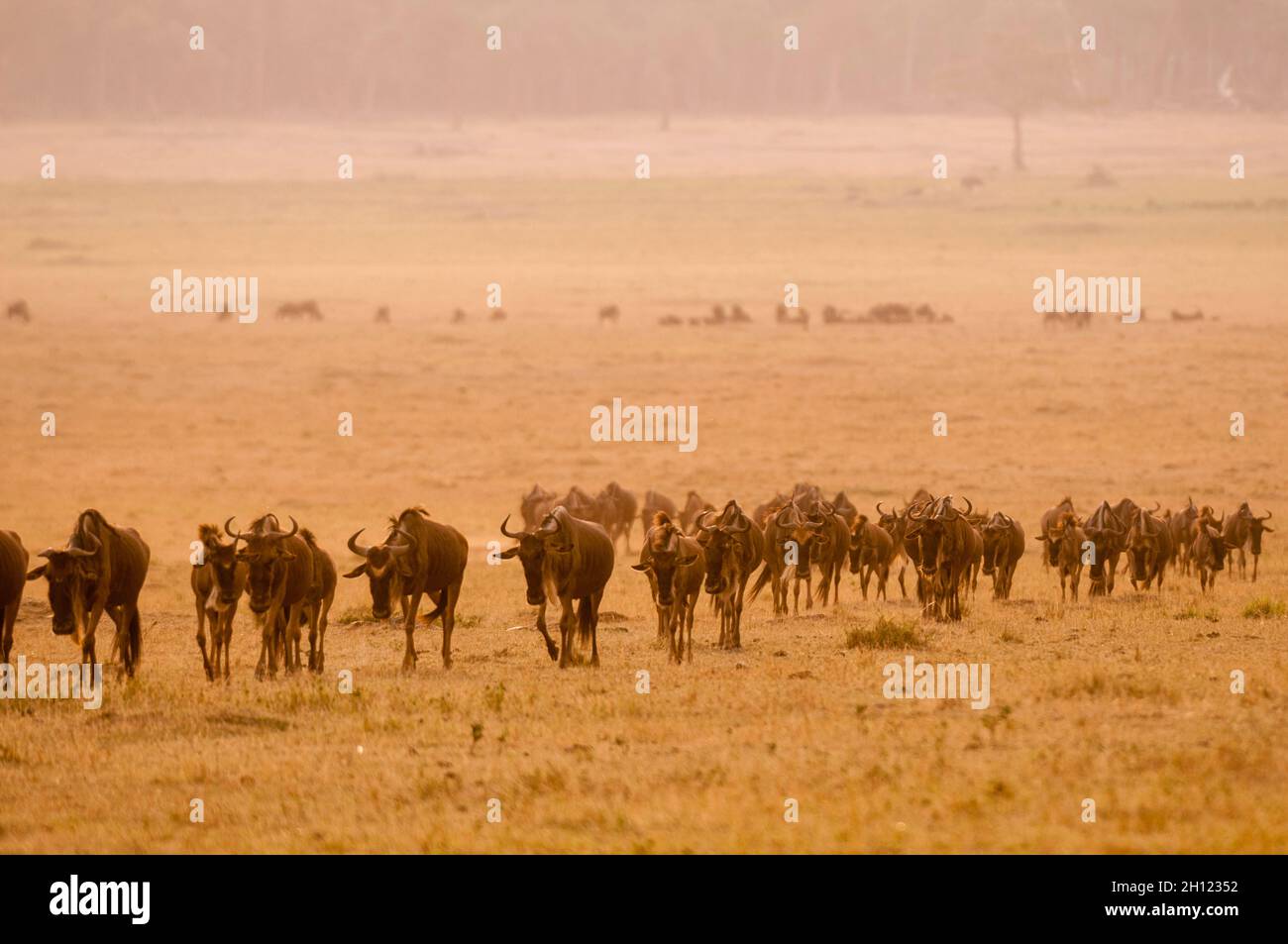 African animals migrating across plain hi-res stock photography and ...
