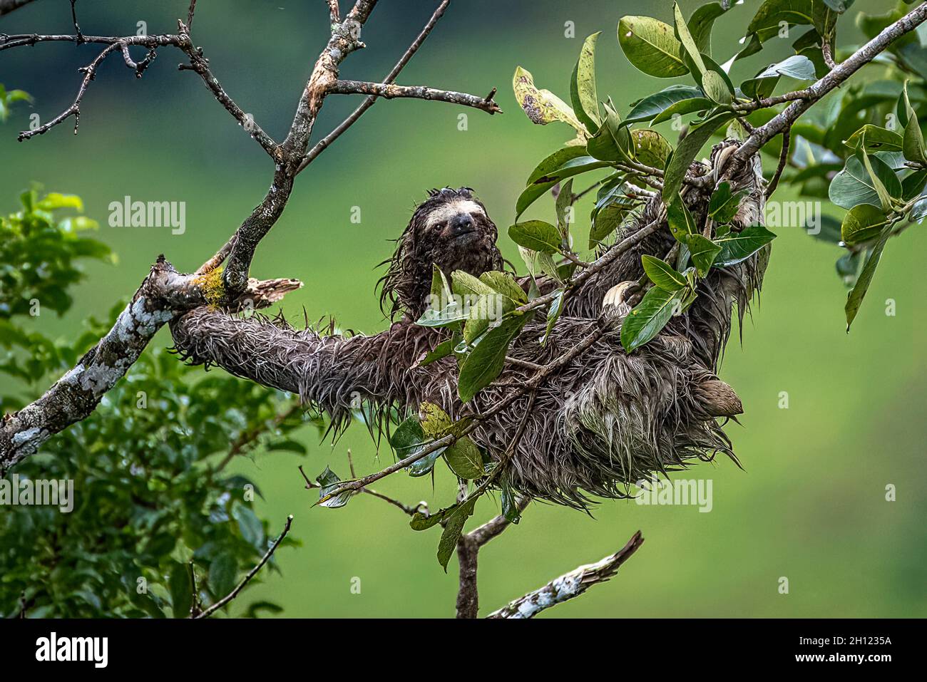 Wet Brown-throated three-toed sloth high up in a tree in the rain ...