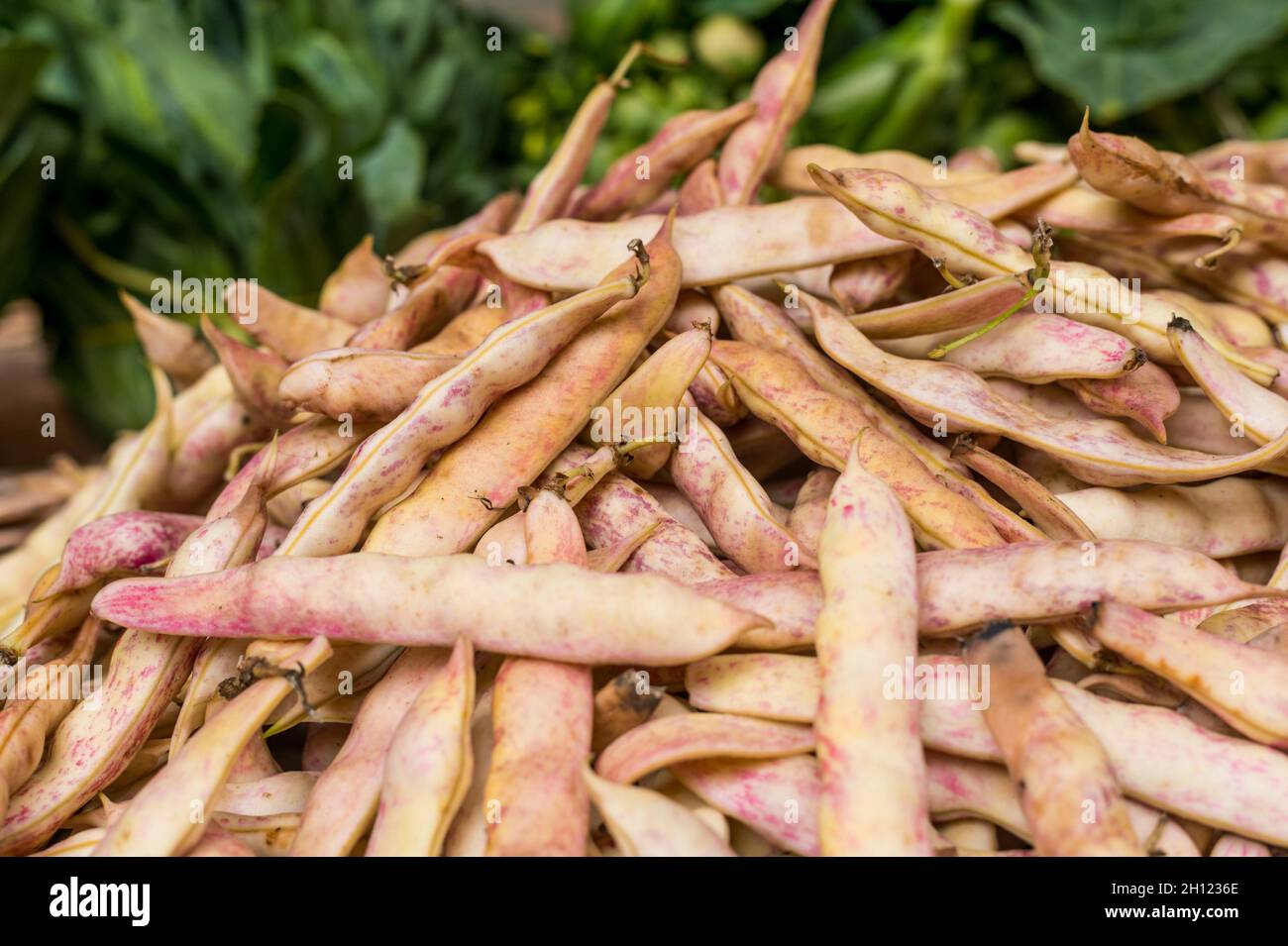 Pile of freshly harvested beans pods at farmers market. Heap of freshly ...