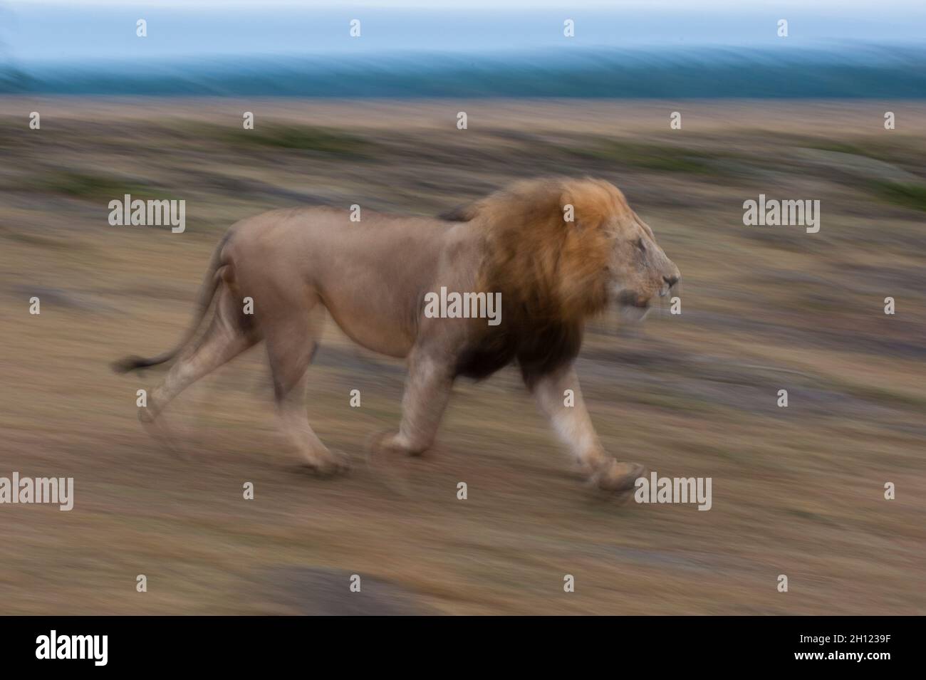 Portrait of a male lion, Panthera leo, running. Masai Mara National ...