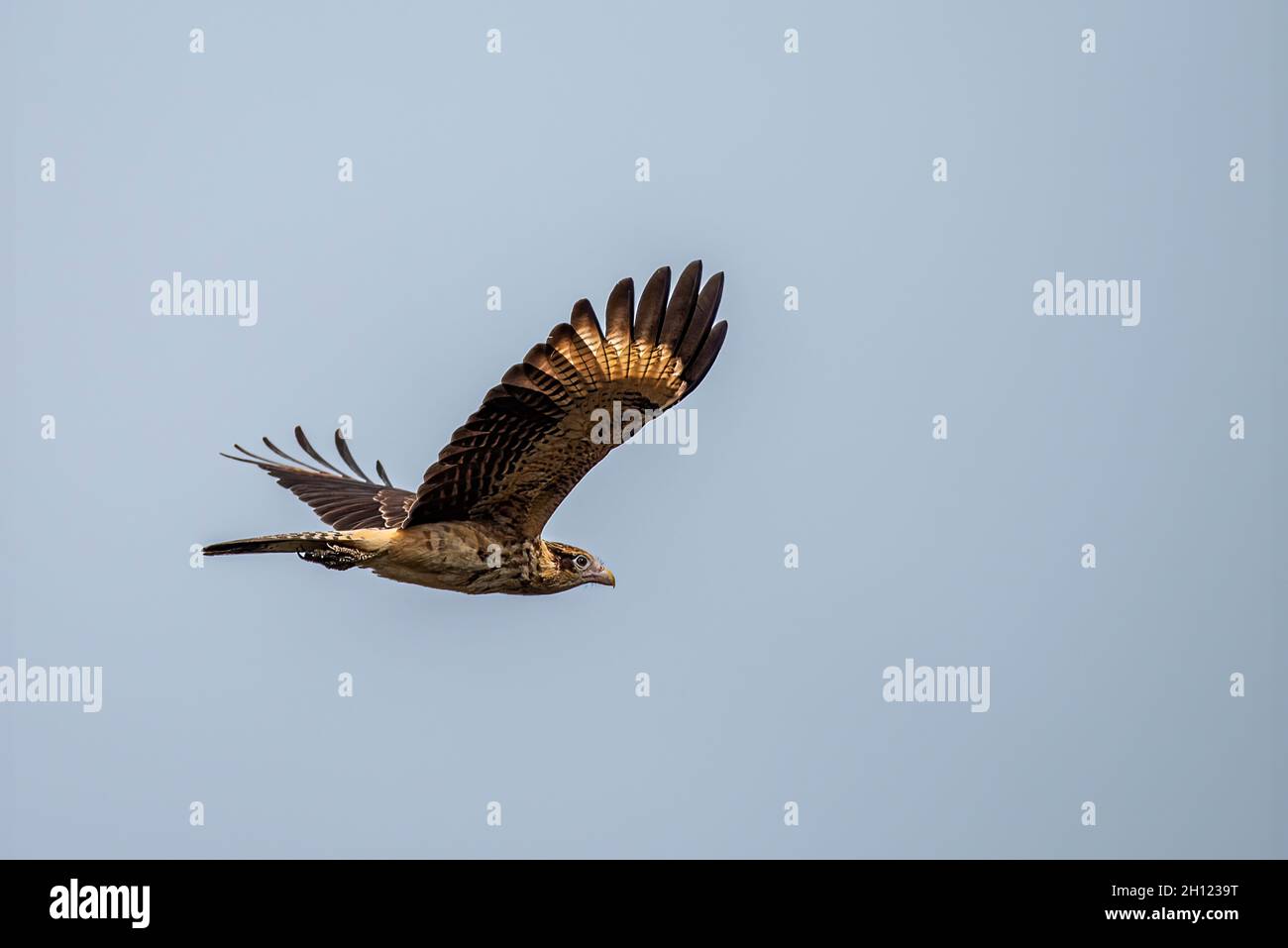 Bif hi-res stock photography and images - Alamy