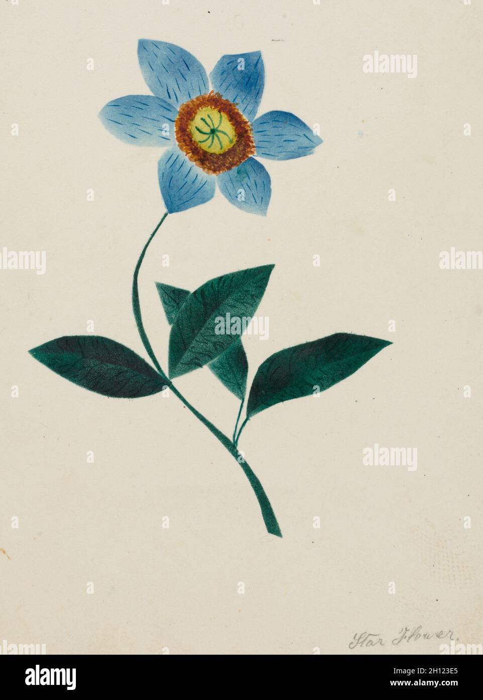 Star Flower, 1800s. Mary Altha Nims (American, 1817-1907). Watercolor ...