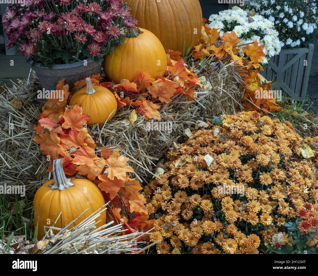 Autumn display, Vermont Stock Photo - Alamy