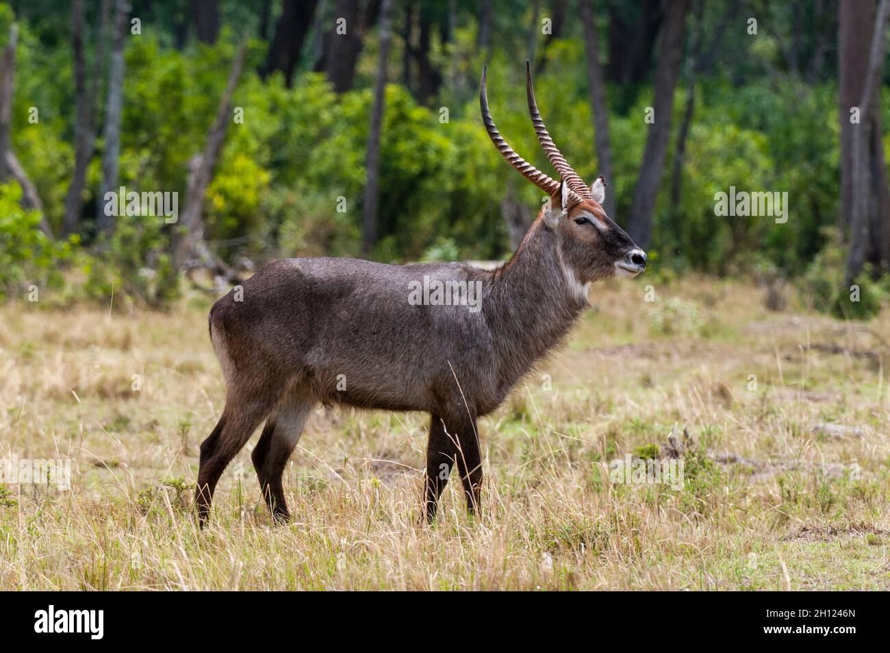 Male waterbuck side view hi-res stock photography and images - Alamy