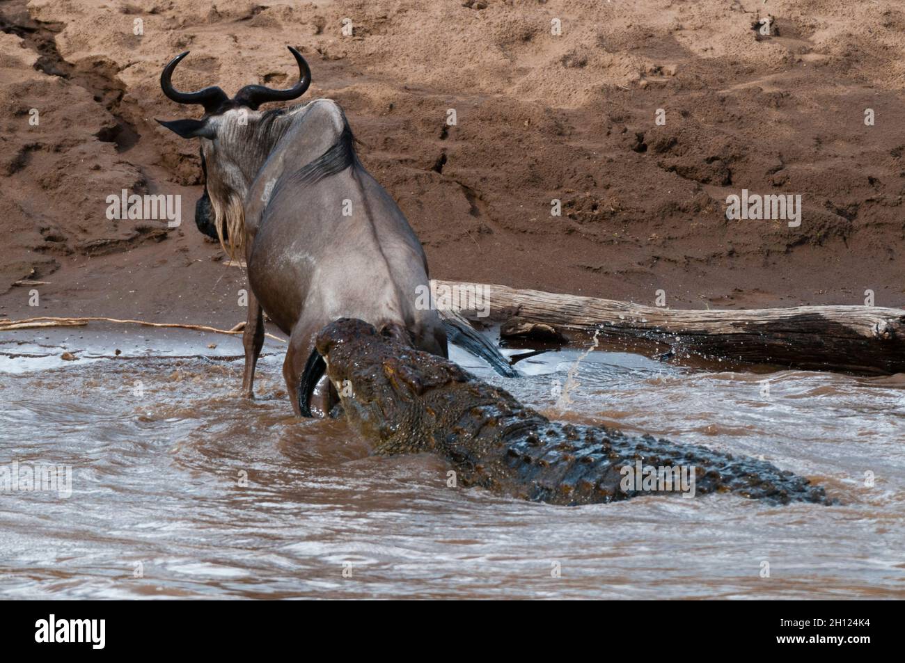 A Nile crocodile, Crocodilus niloticus, attacking a wildebeest ...