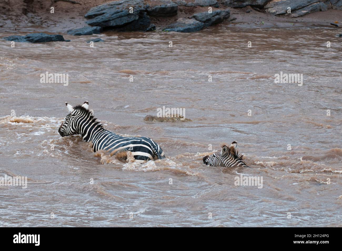 A Nile crocodile, Crocodilus niloticus, stalking plains zebras, Equus ...