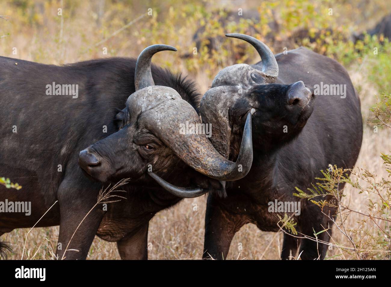 Two African buffalos, Syncerus caffer, sparring. Mala Mala Game Reserve ...