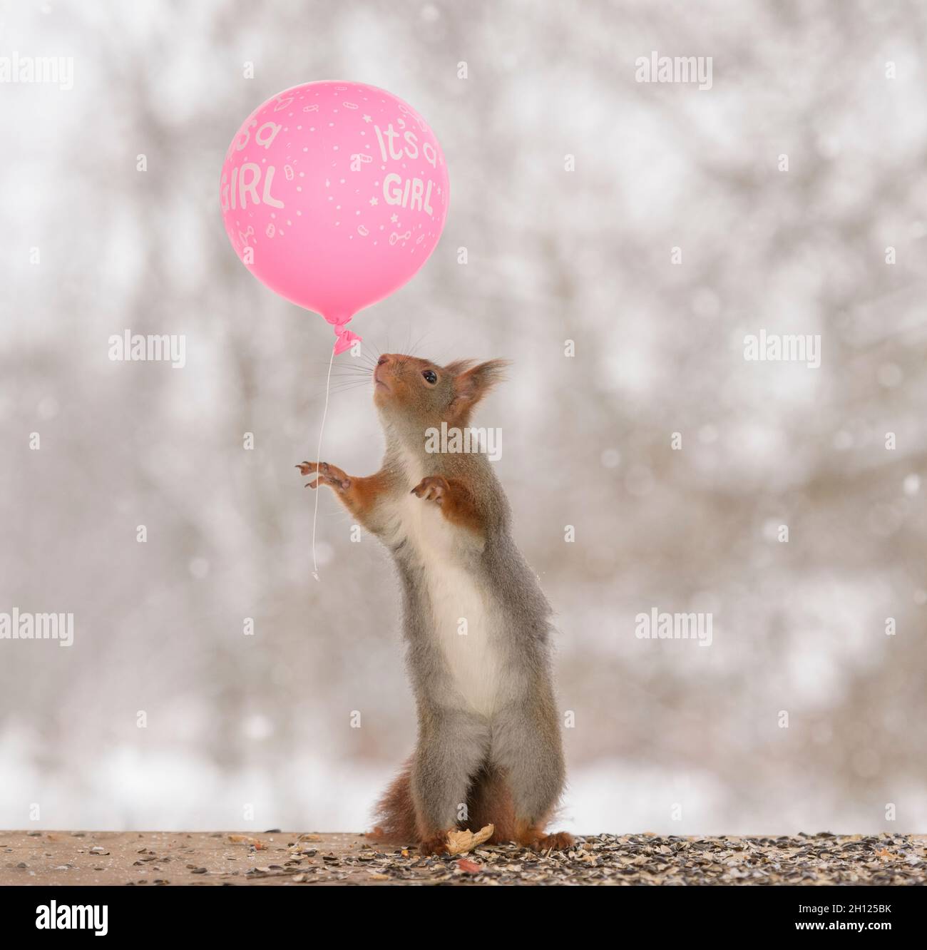 red squirrel is looking at an balloon with text Stock Photo - Alamy