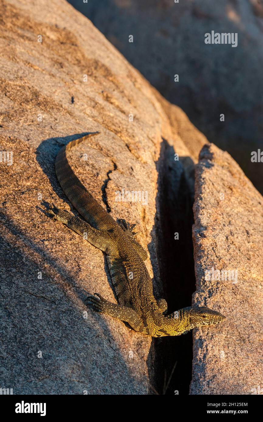 A rock monitor lizard, Varanus albigularis, basking in the sun on a ...