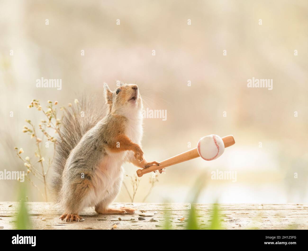 Red squirrel is holding an baseball bat with a ball Stock Photo - Alamy