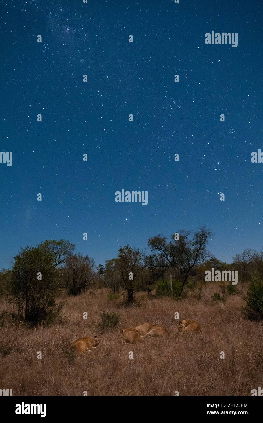 A pride of lions, Panthera leo, resting under a star-filled sky. Mala ...