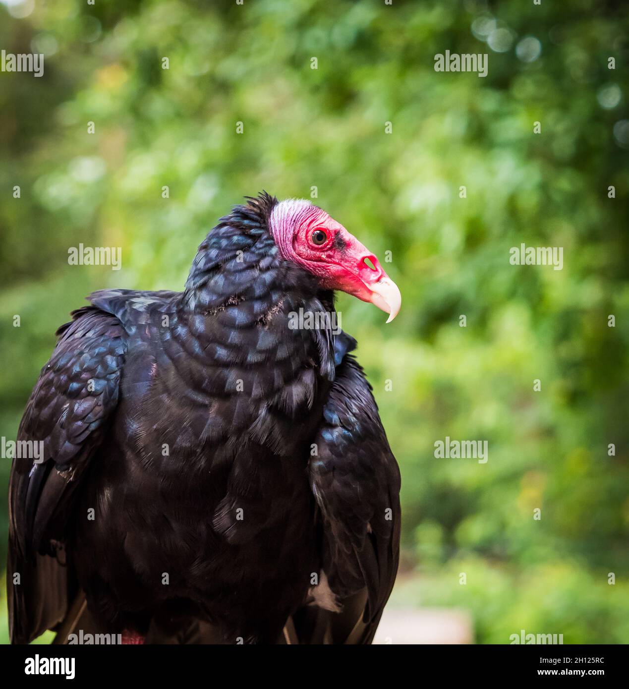turkey vulture raptor park fauna bird closeup copyspace Stock Photo - Alamy