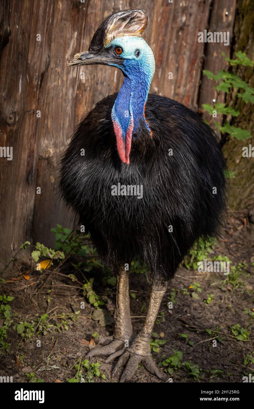 Cassowary casuarius bird zoo hi-res stock photography and images - Alamy