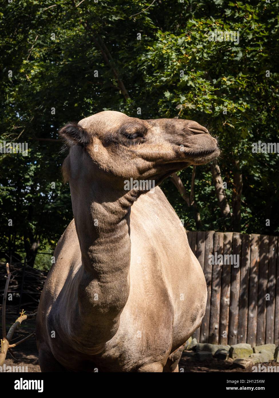 Portrait of a camel in the zoo Stock Photo - Alamy