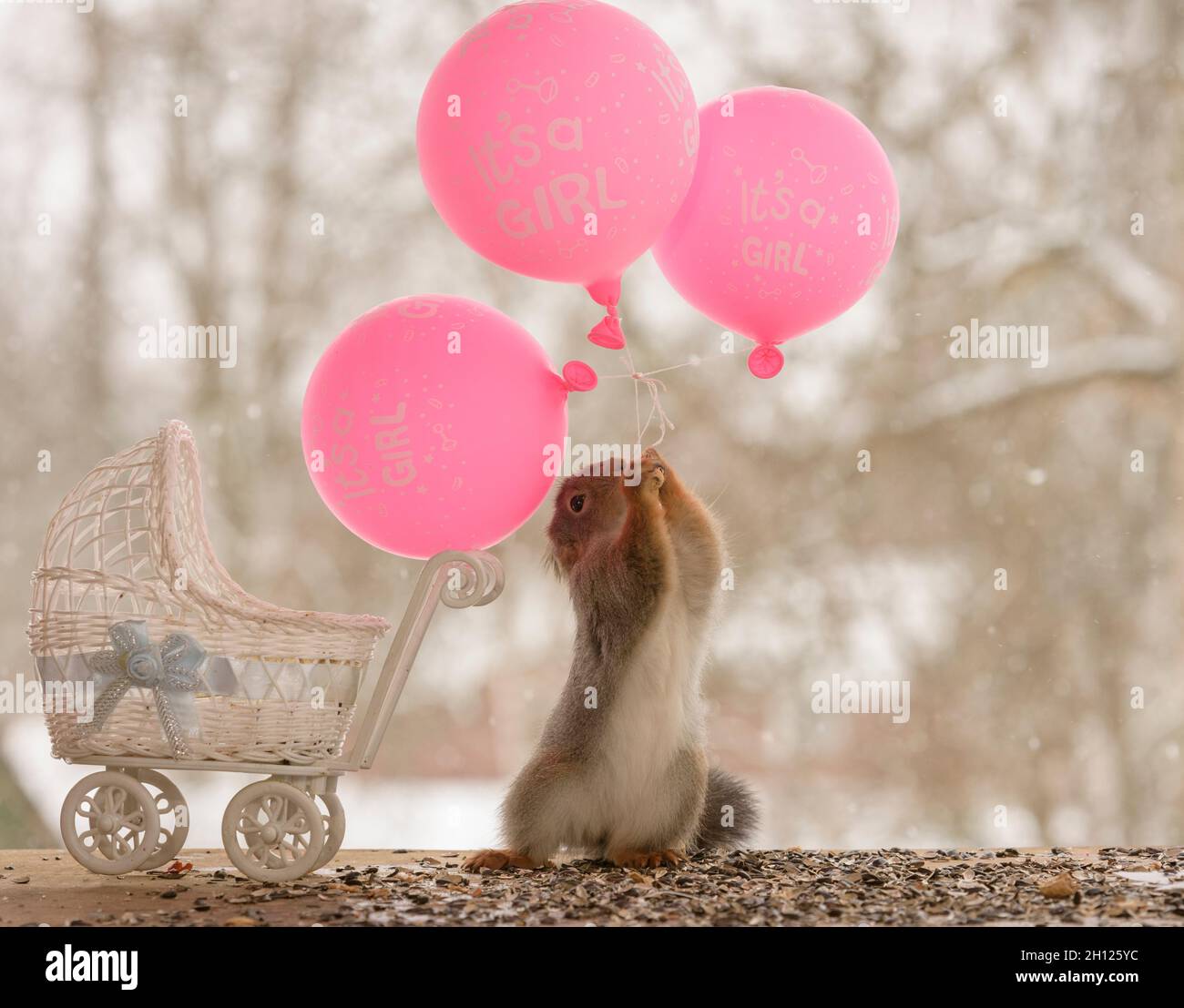 red squirrel with an stroller is holding balloons Stock Photo - Alamy