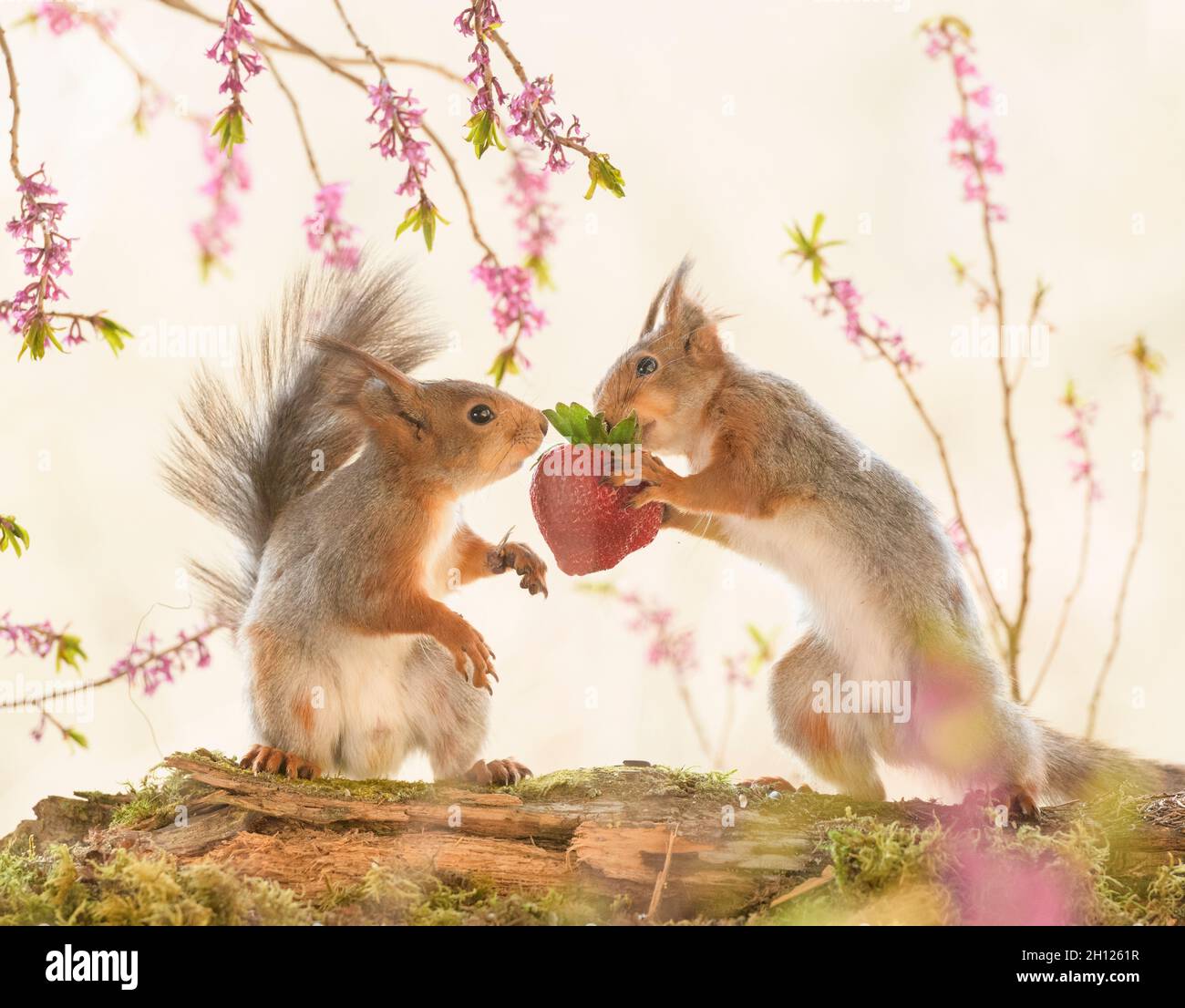 red squirrels are holding a strawberry Stock Photo - Alamy