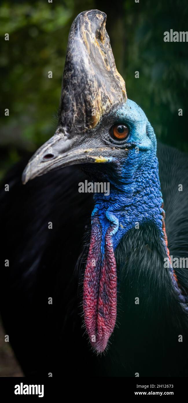 Portrait of a southern cassowary, an exotic, flightless bird Stock ...
