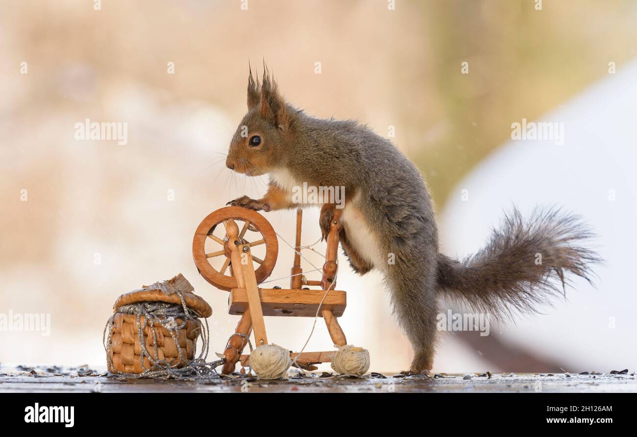 Squirrel wheel hi-res stock photography and images - Alamy