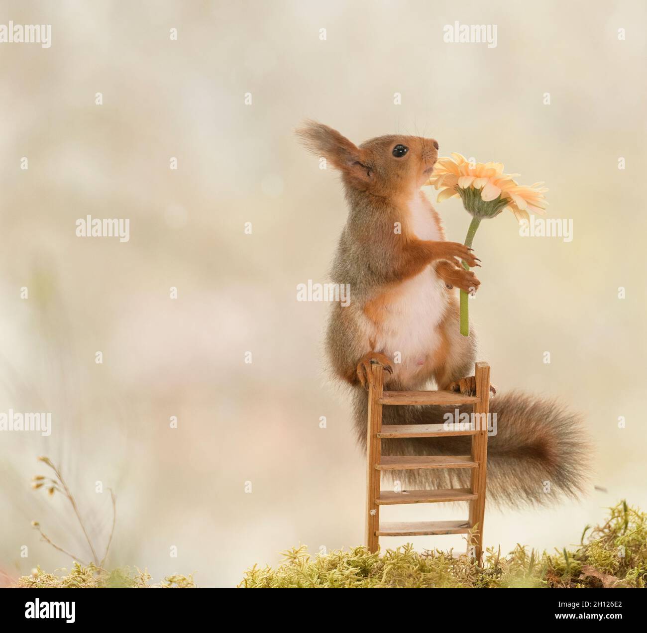 red squirrel is holding an yellow daisy from stairs Stock Photo - Alamy
