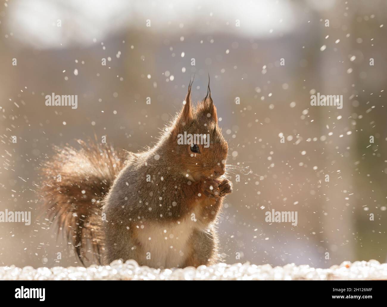 Wet red squirrel is standing in the rain hi-res stock photography and ...