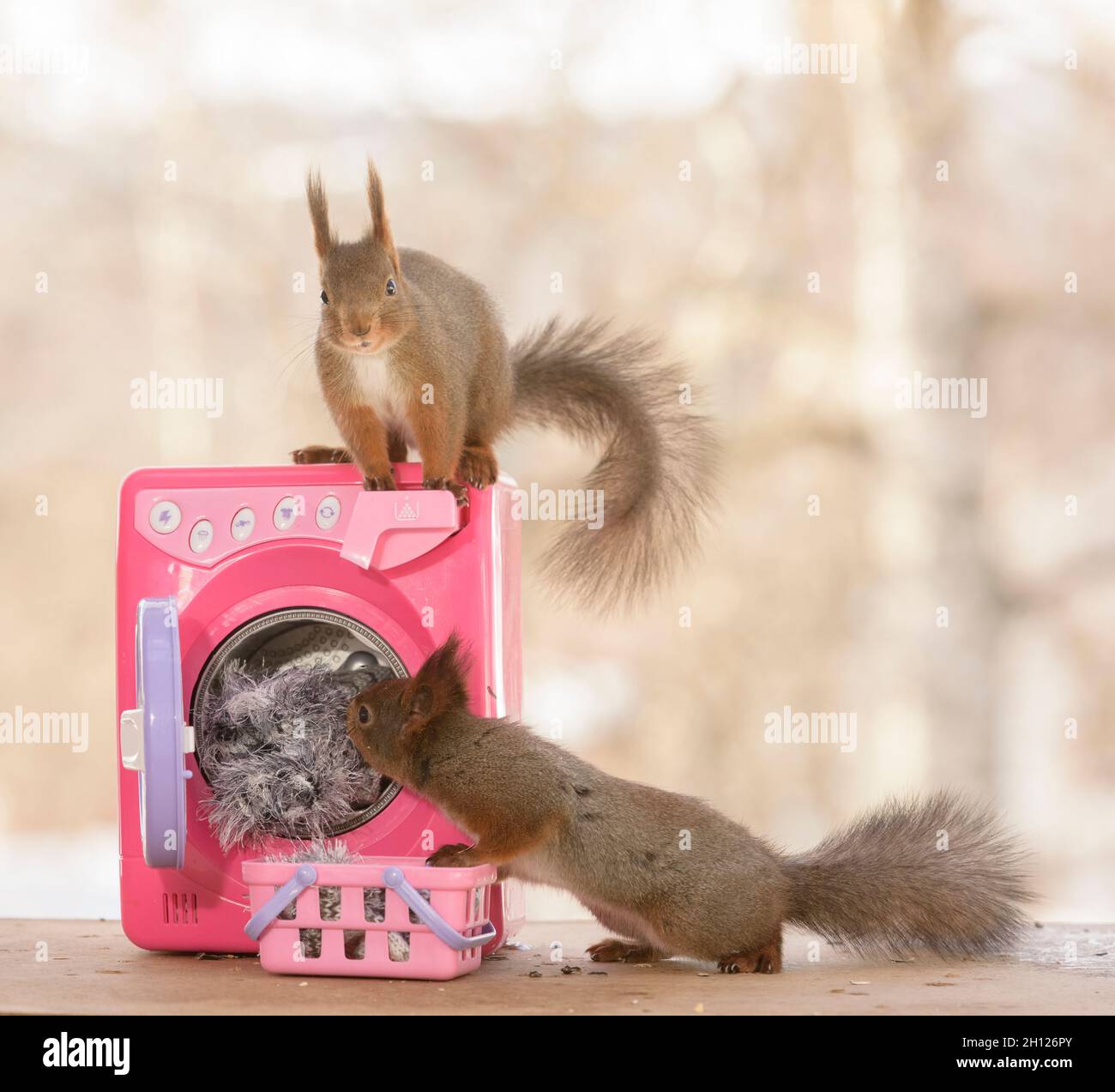 red squirrels is standing with the wash and washing machine Stock Photo ...