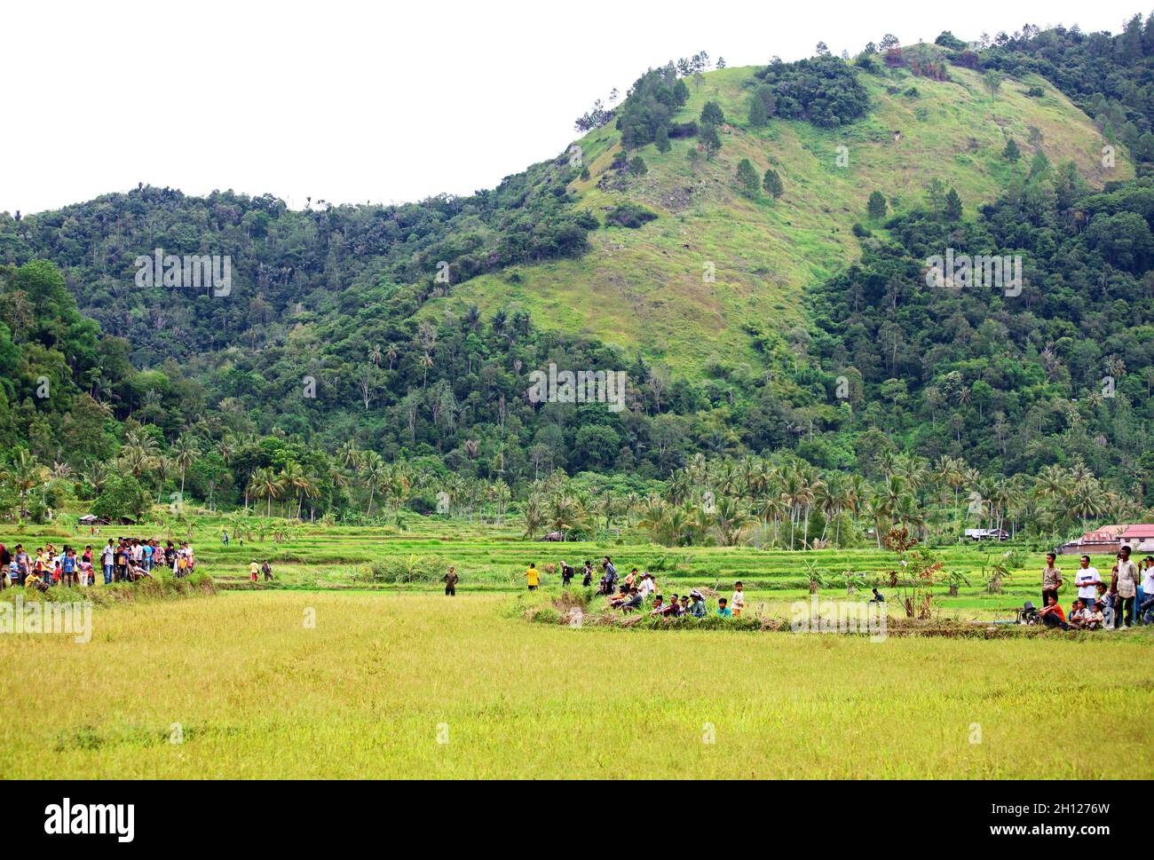 The rice field full of water where the Pacu Jawi bull racing event that ...
