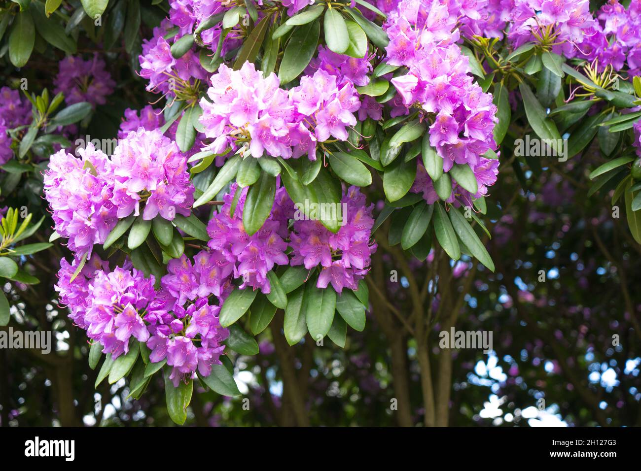 Shrub of a blossoming pink and lilac rhododendron. Flowering plants in ...
