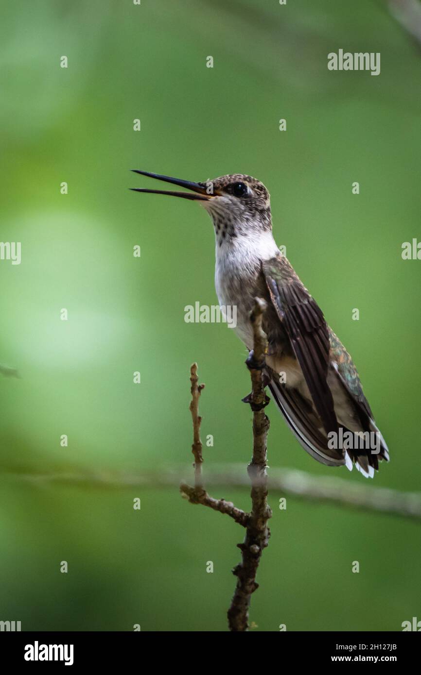 Hummingbird feeding on wildflowers in the Texas Hill Country Stock ...