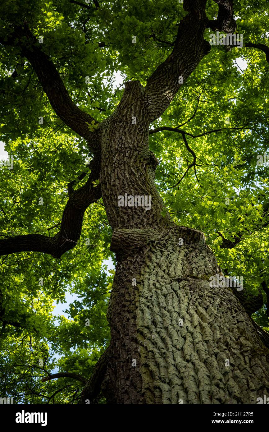 Close-up of oak tree trunk. Daylight shining through the leaves Stock ...