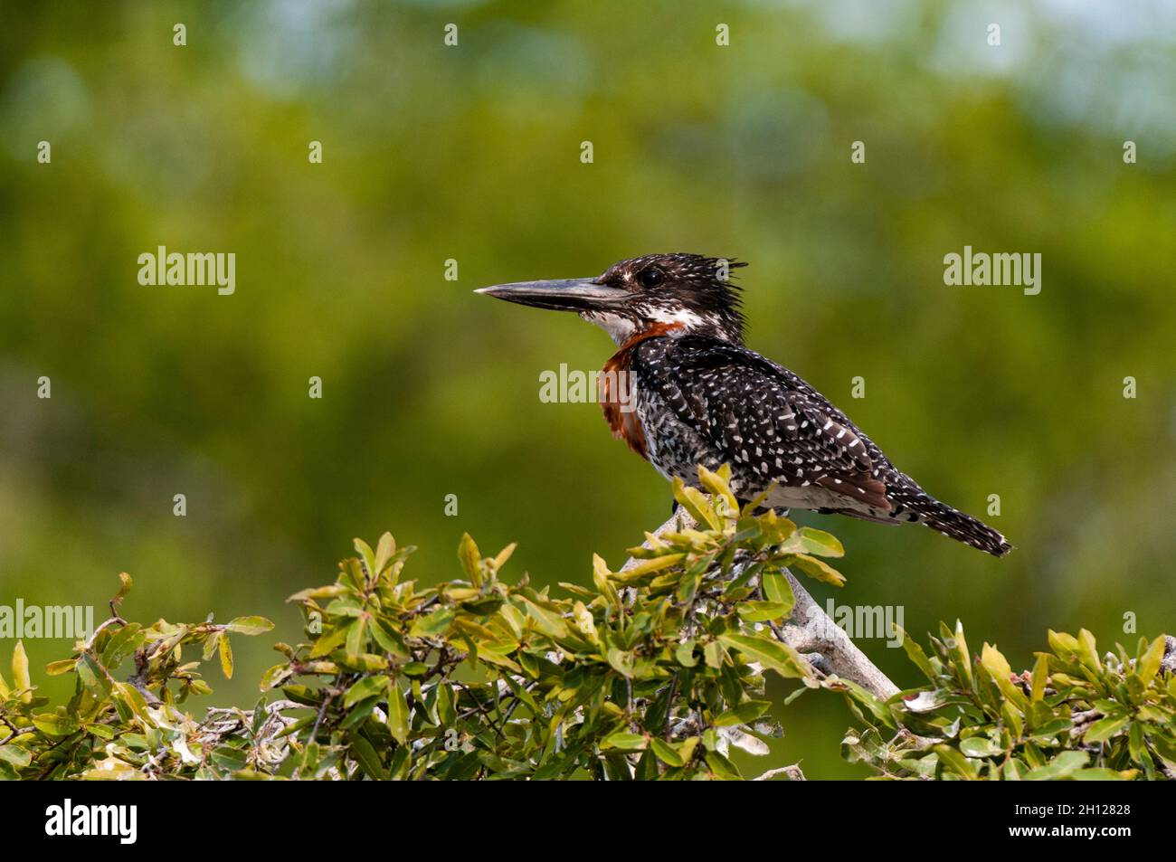 Portrait of a giant kingfisher, Megaceryle maximus, perching in a bush ...