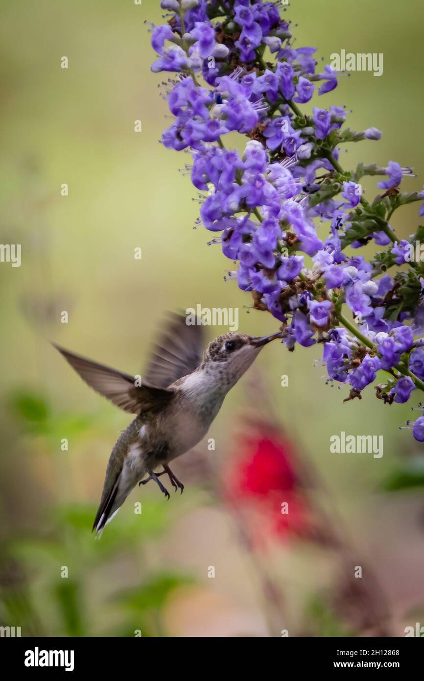 Hummingbird feeding on wildflowers in the Texas Hill Country Stock ...