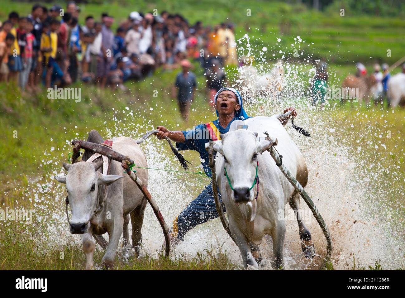 The Pacu Jawi bull racing event that takes place in villages in West ...