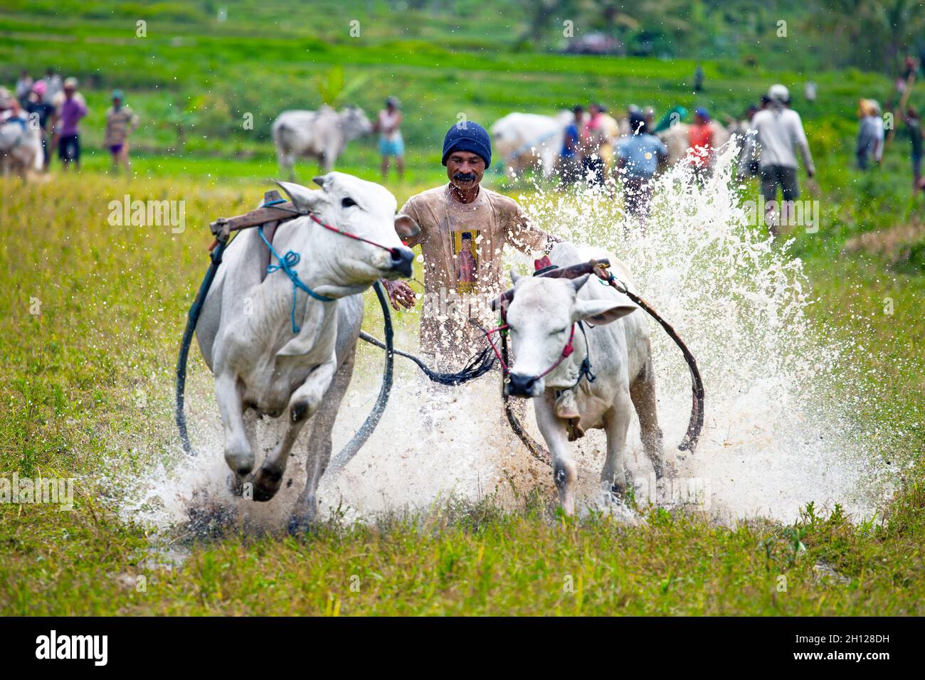 The Pacu Jawi bull racing event that takes place in villages in West ...