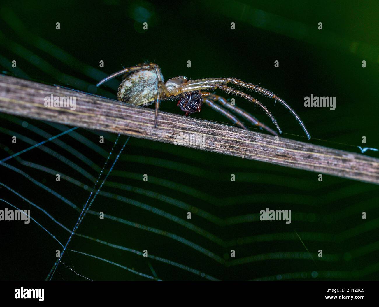 Close-up shot of a creepy scary spider crawling on a twig in nature ...