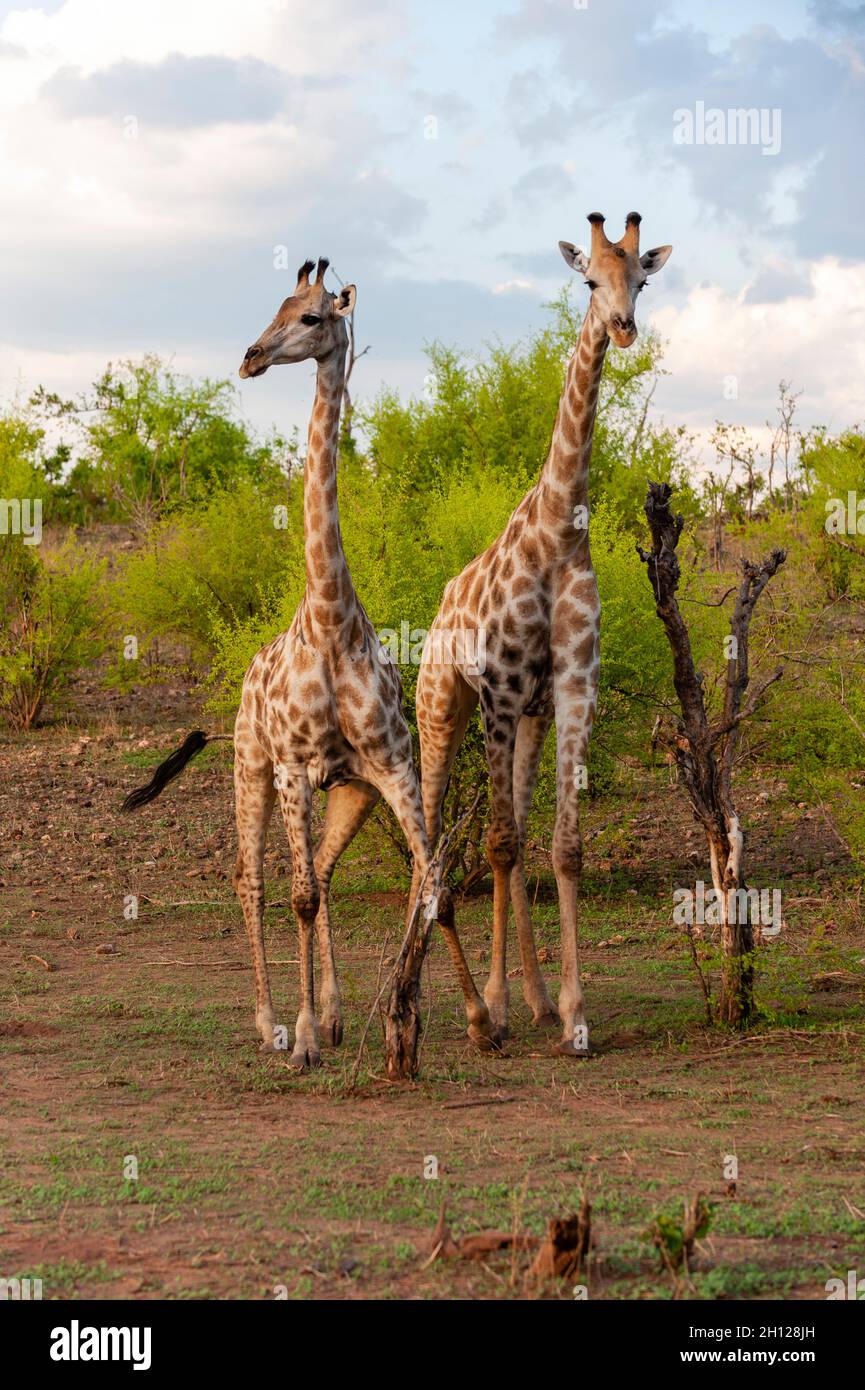 A male and a female southern giraffe, Giraffa camelopardalis, walking ...