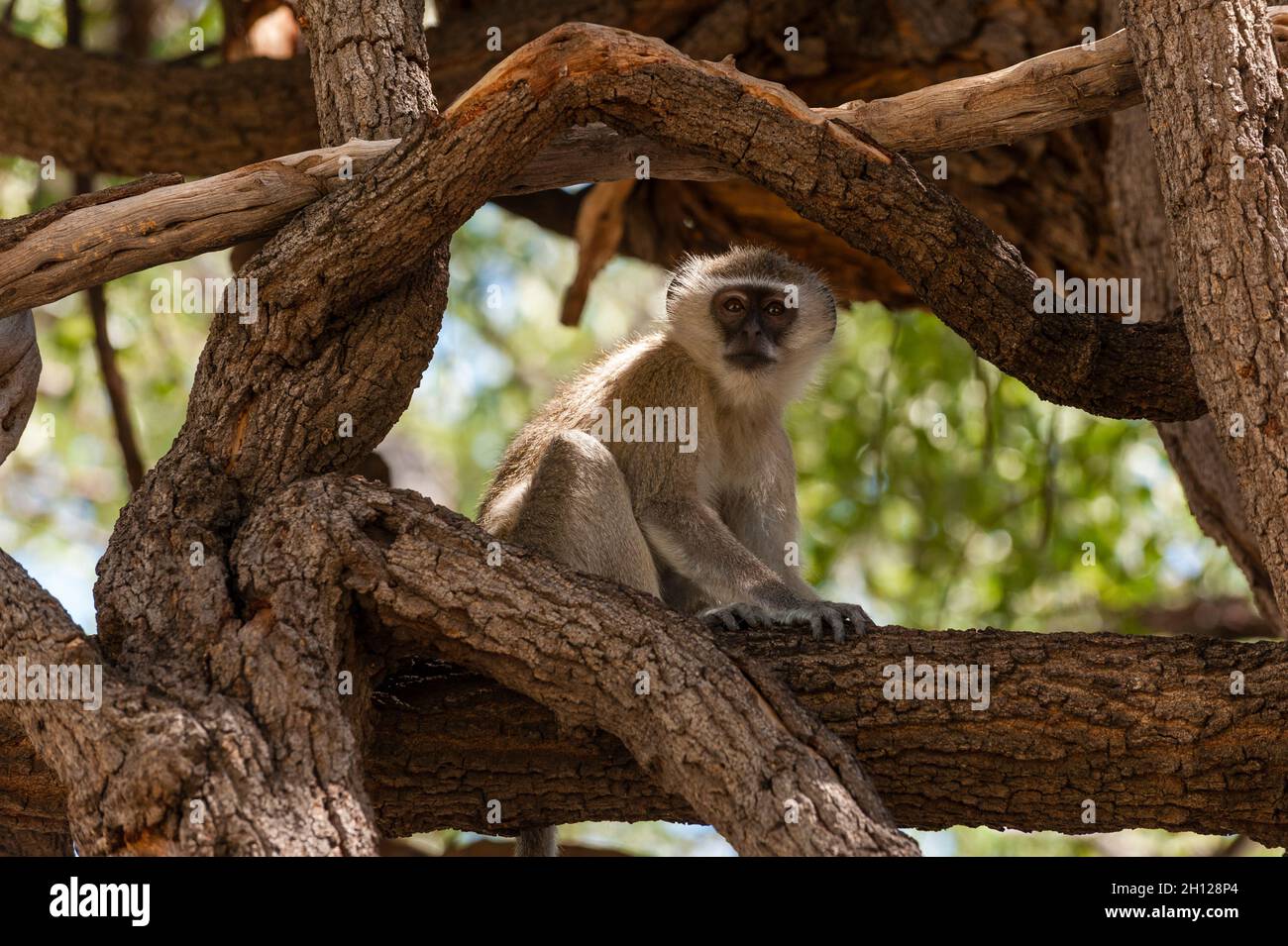 A vervet monkey, Cercopithecus aethiops, sitting on a tree branch ...