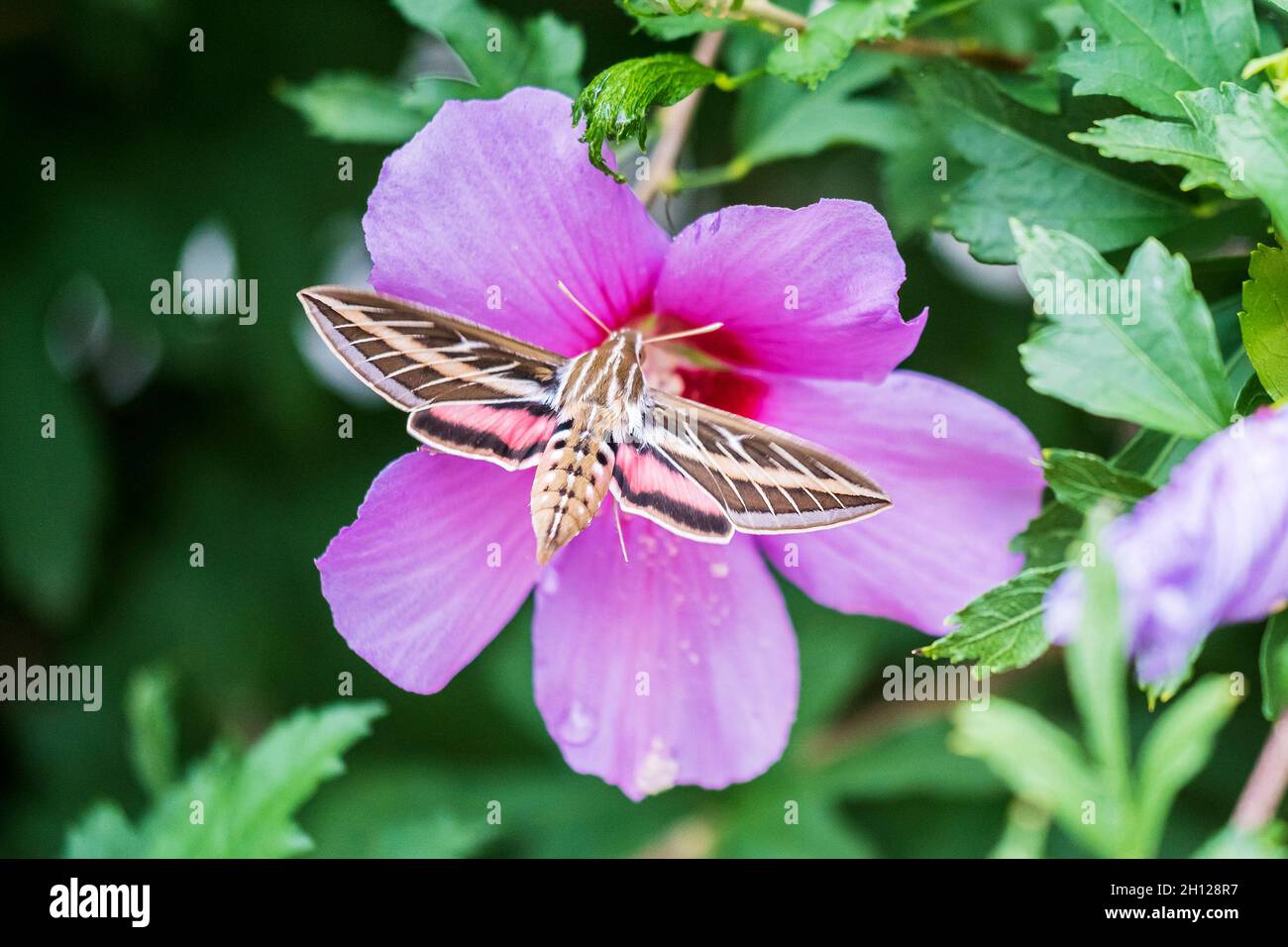 White-lined sphinx moth, Hyles lineata, nectaring on a pink Althea ...