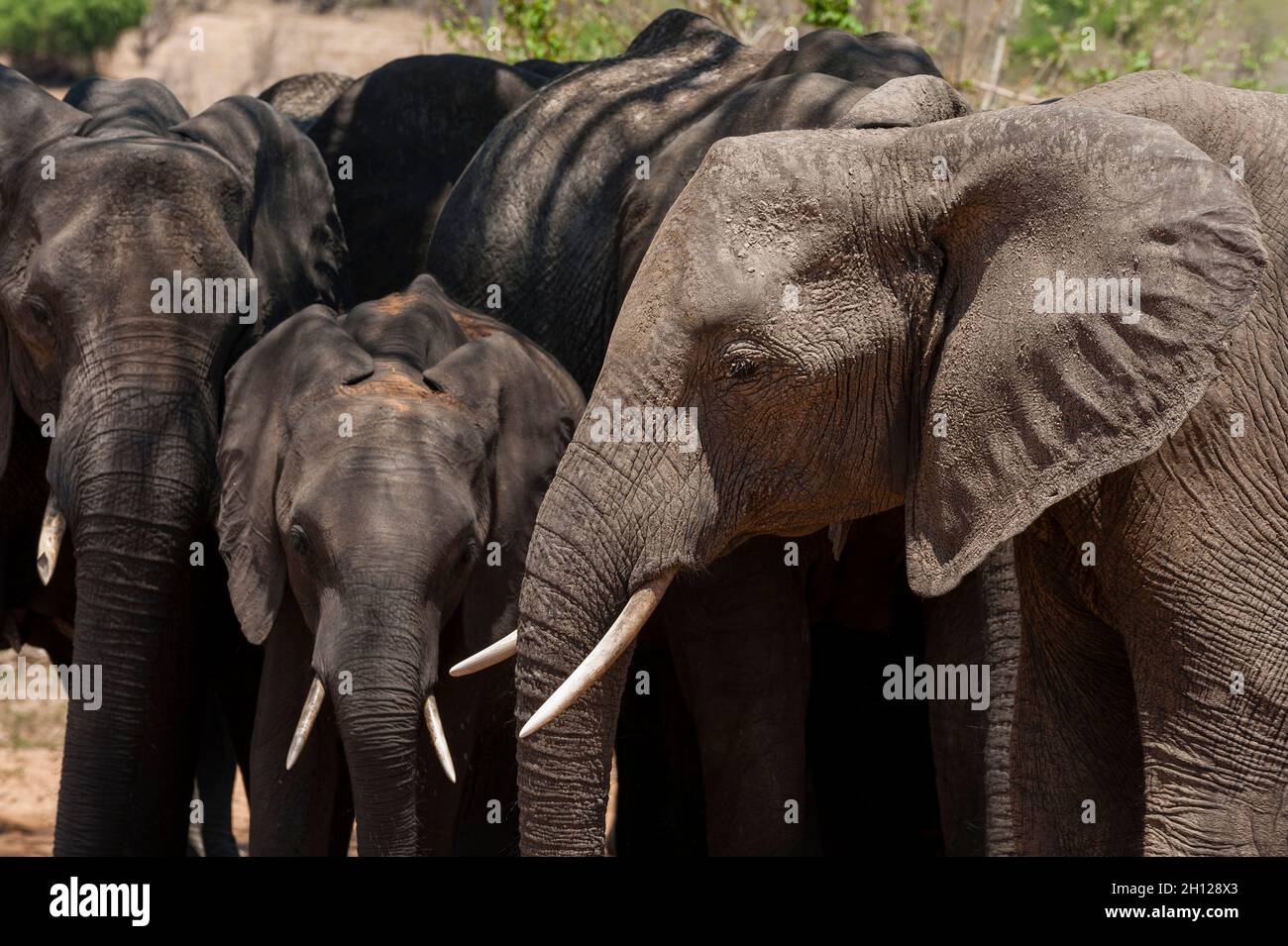 An African elephant calf, Loxodonta africana, protected by the females ...
