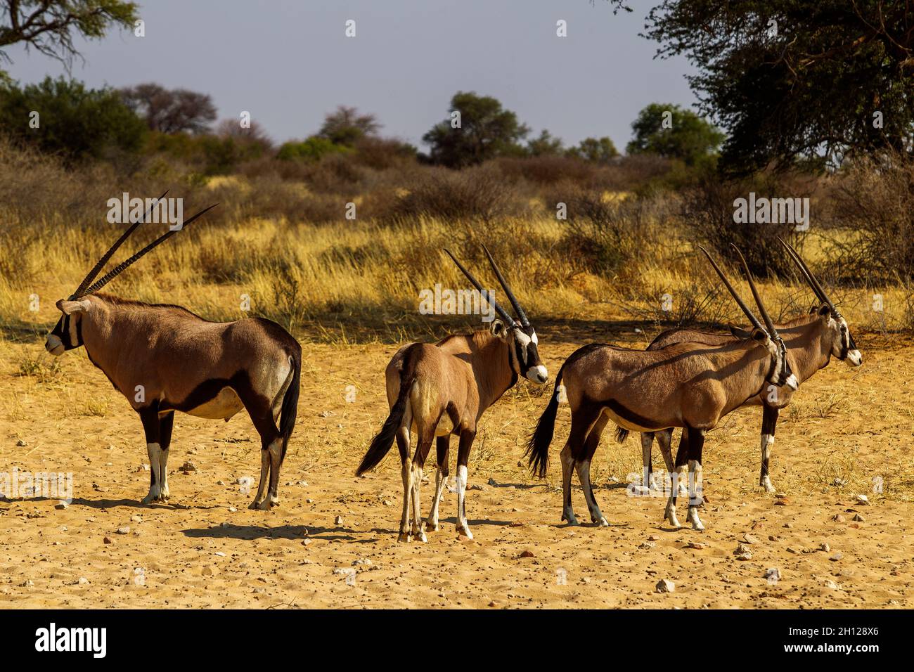 Gemsbok or Orix antelope is a very commom antelope on the Kgalagadi ...