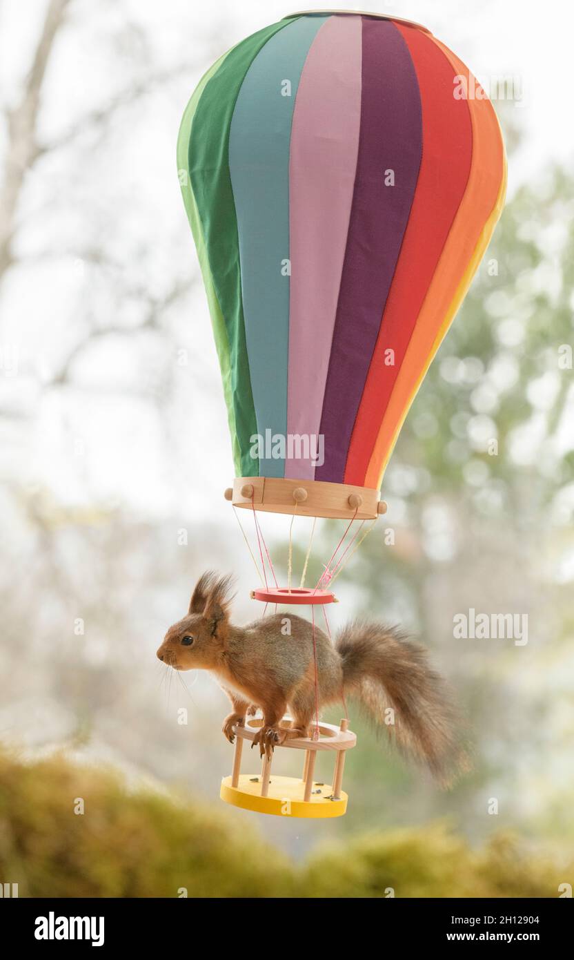Red squirrel standing under a air balloon Stock Photo - Alamy
